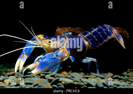 Cherax Destructor volcano in the aquarium Stock Photo - Alamy