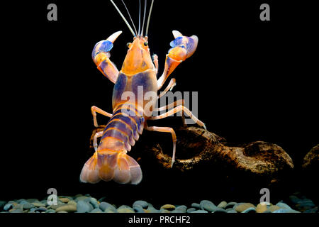 Cherax Destructor volcano Thailand Breeding Stock Photo - Alamy