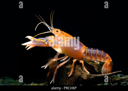 Cherax Destructor volcano in the aquarium Stock Photo - Alamy