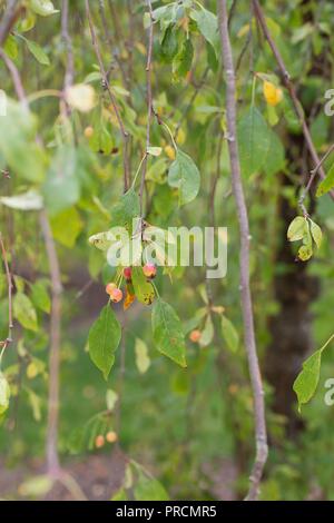 Malus 'Louisa', weeping crabapple in autumn at Alton Baker park in ...