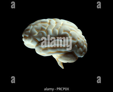Realistic 3d Illustration of human brain front view isolated on black ...
