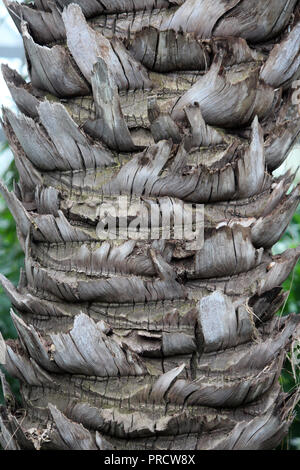 Close up of the bark of a Scheelea Palm tree, with wispy fern leaves ...
