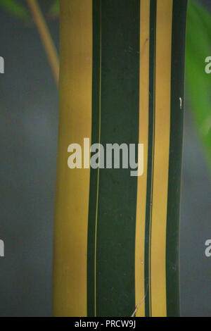 Painted bamboo (Bambusa vulgaris vittata) is a perennial gras native to ...