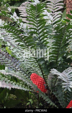 Encephalartos ferox cycad Stock Photo - Alamy