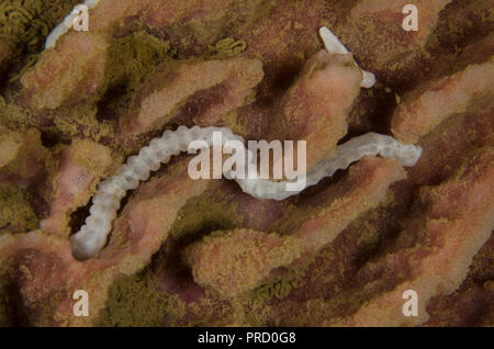 Worm sea cucumber, Synaptula lamperti, Synaptidae,Anilao,Batangas ...