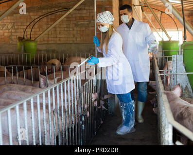 two veterinarians in facial masks and white uniform examining chicken ...