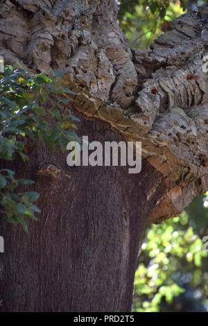 Cork Oak tree, Quercus, Sardinia, Italy Stock Photo - Alamy