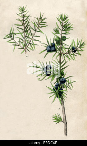 common juniper, Juniperus communis, Wacholder (, ), Wacholder, Heide- a ...