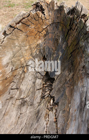 Display of a Native- Americans' dugout canoe at James River State Park ...
