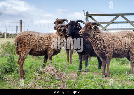 Ouessant sheep, a rare breed of heritage sheep originally from the ...