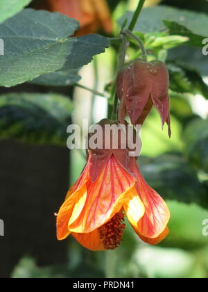 Trailing Abutilon The flowers are orange-yellow and have a red base. Is ...