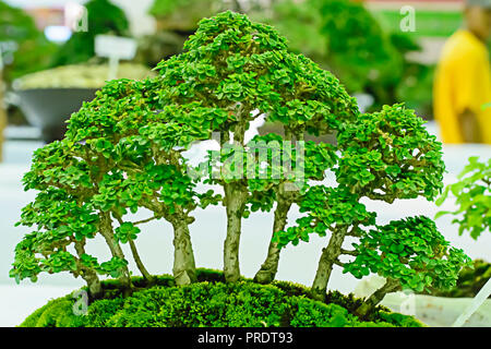 Small tree, cultivated with thai technique of bonsai Stock Photo - Alamy