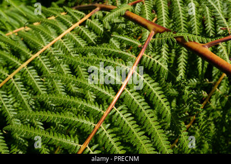 Mexican tree fern (Cibotium schiedei, Dicksonia schiedei), leaf Stock ...