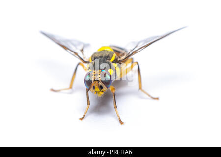 Bactrocera dorsalis fruit fly isolated on white background Stock Photo ...