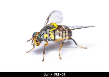 Bactrocera dorsalis fruit fly isolated on white background Stock Photo ...