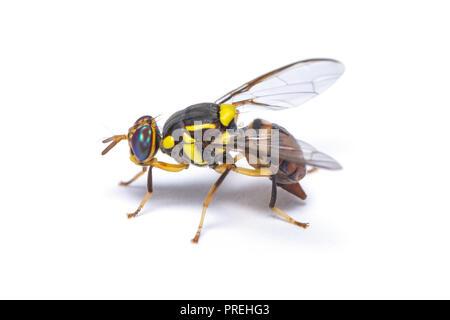 Bactrocera dorsalis fruit fly isolated on white background Stock Photo ...