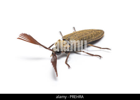 Callirhipidae beetle isolated on white background Stock Photo - Alamy