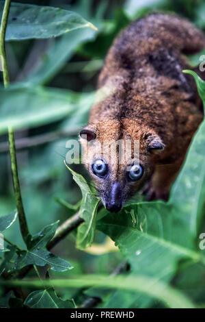 Asia, Indonesia, Sulawesi. Ailurops ursinus, Bear cuscus descending a ...