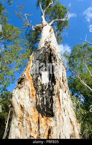 Paperbark tree trunks, Australia Stock Photo - Alamy