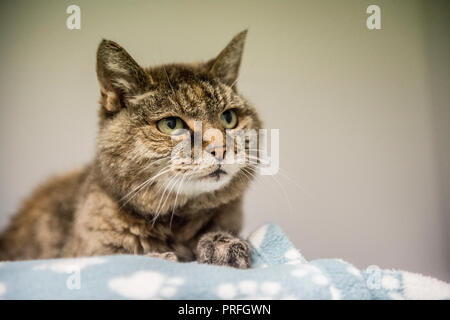 Tortoiseshell Tom Cat Stock Photo - Alamy
