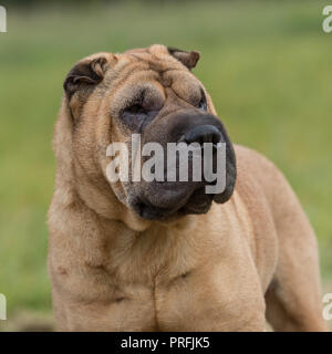 Shar Pei Chinese Fighting Dog Walking Stock Photo - Alamy