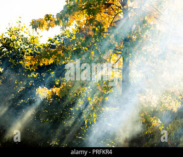Ray of light through maple leaves. Autumn background, bright colors of ...