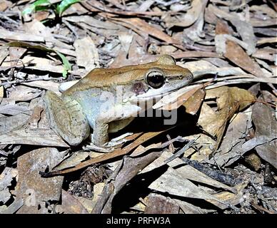 Australian Woodfrog, Papurana daemeli, Cape York Rainforest, Kutini ...