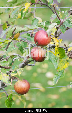William Crump UK apple Stock Photo - Alamy