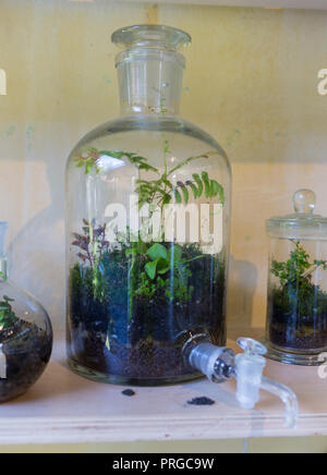 Plants in a closed glass bottle. Terrarium jar small ecosystem ...