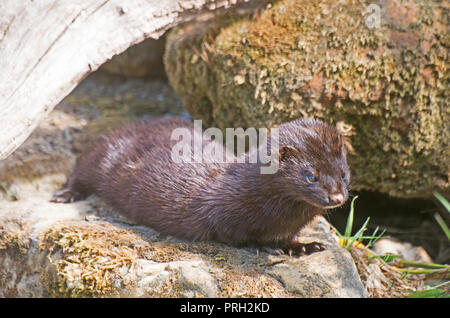 AMERICAN MINK Mustela Vison Captive Stock Photo - Alamy