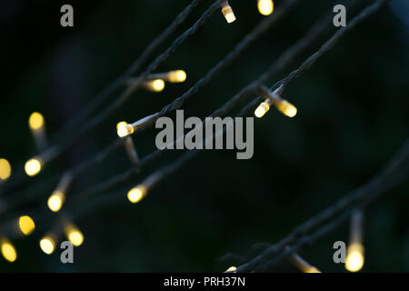 Partly focused yellow Christmas lights hanging on dark tree branch with ...