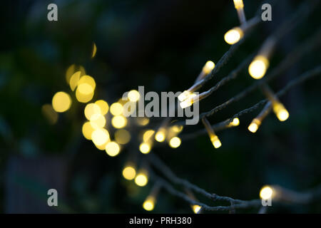 Partly focused yellow Christmas lights hanging on dark tree branch with ...