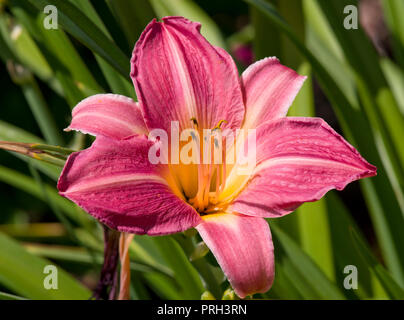 Rose Daylily flower Hemerocallis 'Cherry Cheeks' Stock Photo - Alamy