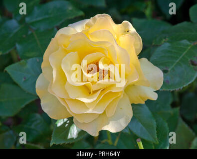 Rose Keep Smiling Stock Photo - Alamy