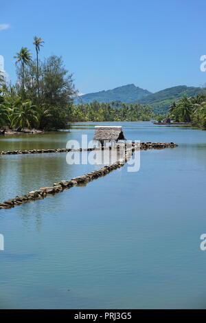 Traditional Polynesian old fish trap made with stones in a channel ...