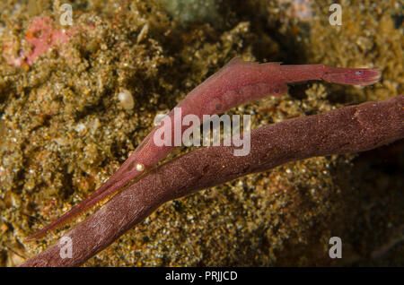 Ocellated Tozeuma Shrimp, Tozeuma lancelatum, Hippolytidae, Anilao ...