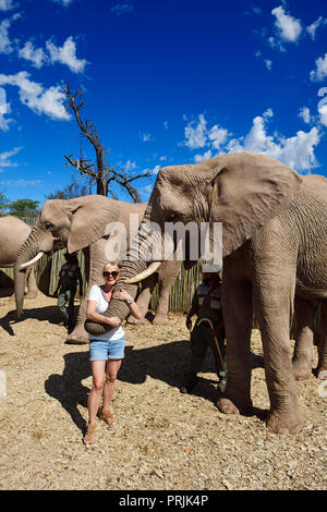 African Elephant (Loxodonta africana) orphans charging and playing ...