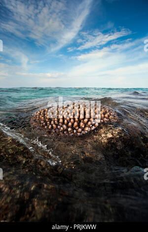 Beautiful coral reef Seascape with a coral reef in clear turquoise ...