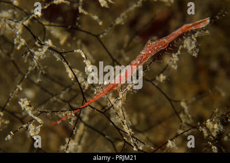 Ocellated Tozeuma Shrimp, Tozeuma lancelatum, Hippolytidae, Anilao ...