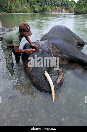Asian elephants (Elephas maximus) use an outdoor shower and a mud bath ...