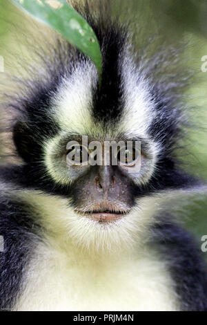 The Thomas's langur is a species of primate in the family ...