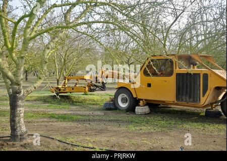 Harvesting almonds for Blue Diamond Cooperative using a large tractor ...