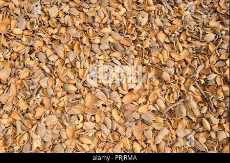 almond plantation in California, USA Stock Photo: 28109010 - Alamy