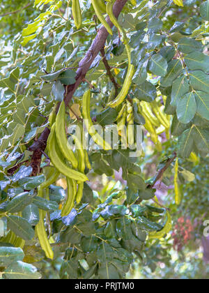CAROB (CERATONIA SILIQUA) - TREE GROWING IN THE LOWLANDS OF ISRAEL. IT ...