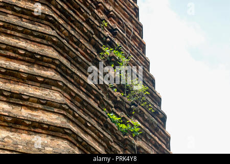 Parasites plaguing the archaeological beauty of Mathurapur Deul, a ...