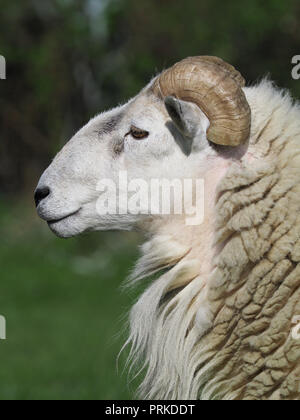 A head shot of a large ram with curly horns Stock Photo - Alamy
