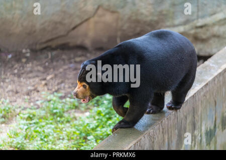 The Malayan Sun Bear walking on the edge of the wall in a zoo Stock ...