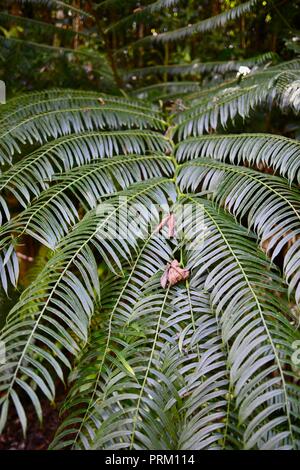 King Fern (Angiopteris evecta), Tropical Zone, Plants Before Time ...