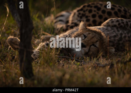 Cheetah cub lying beside mother in grass Stock Photo - Alamy