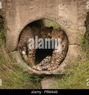 Cheetah cub lying in pipe with another Stock Photo - Alamy